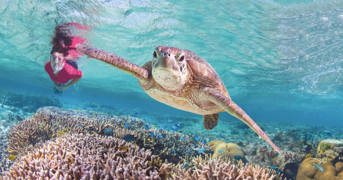 Mon Repos Turtle Express, Queensland | Roadtrippers