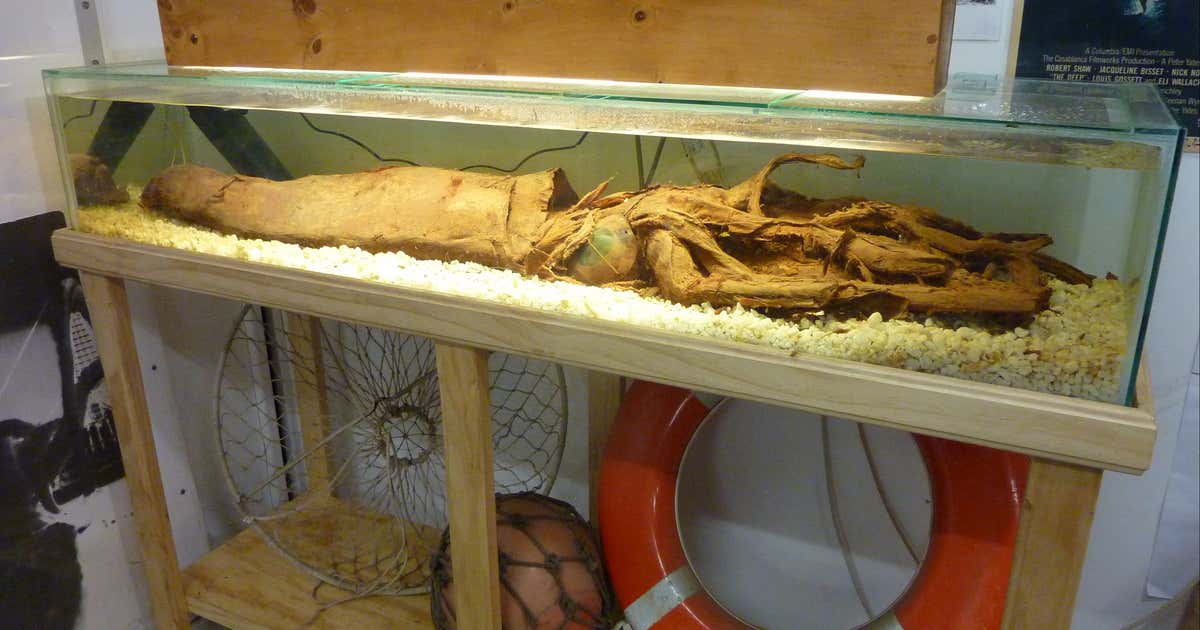 "George" The Giant Squid Display, Wallaroo, South Australia | Roadtrippers