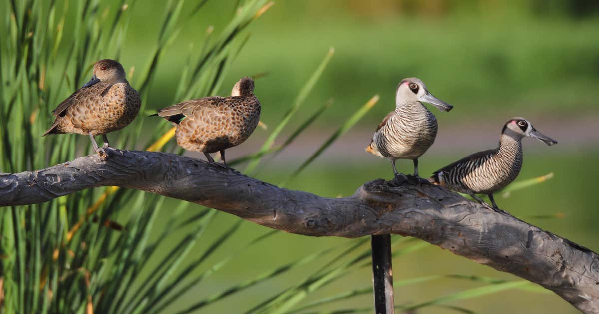 Jerrabomberra Wetlands, Australian Capital Territory | Roadtrippers