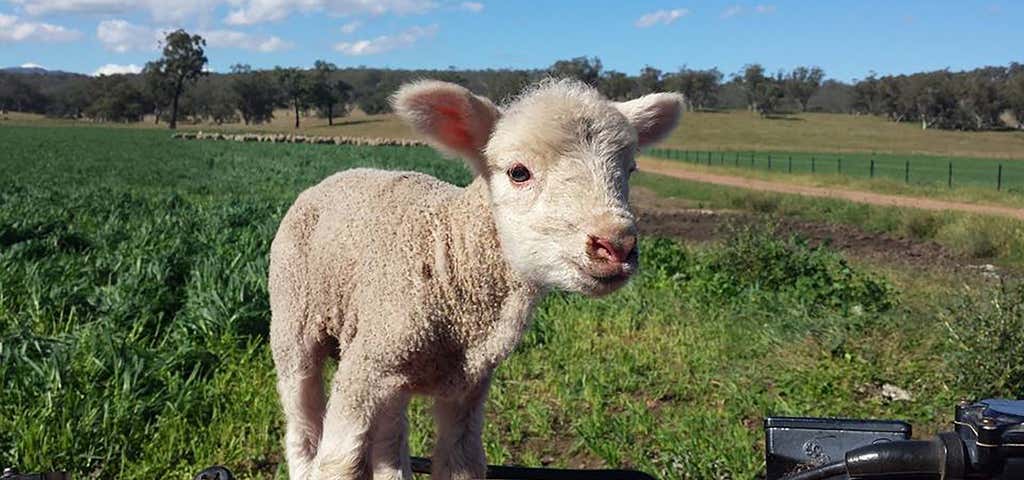 Middlebrook Station Farmstay B and B, New South Wales | Roadtrippers