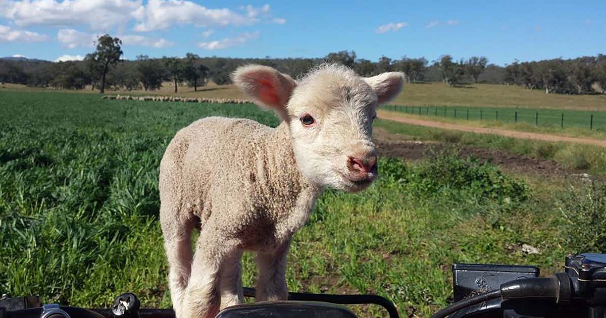 Middlebrook Station Farmstay B and B, New South Wales | Roadtrippers