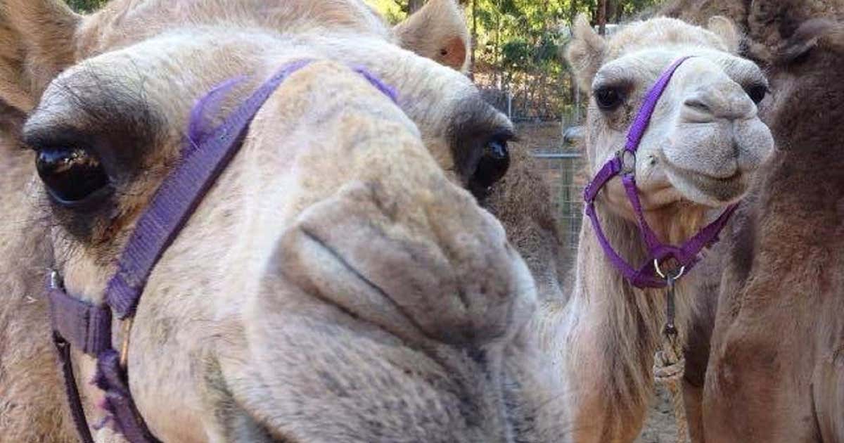 Calamunnda Camel Farm, Western Australia | Roadtrippers