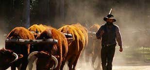 Timbertown Heritage Theme Park, New South Wales | Roadtrippers