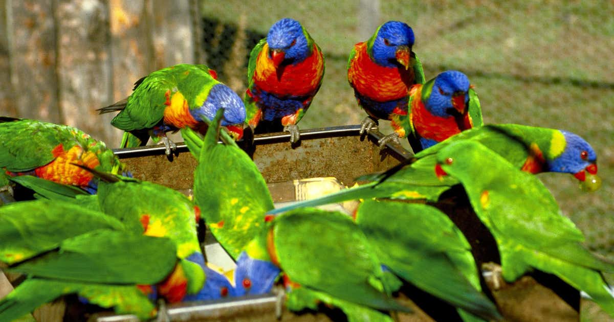 Canberra Walk In Aviary, Australian Capital Territory | Roadtrippers