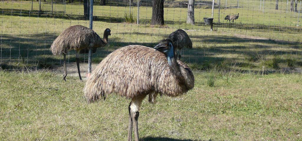 Glen Ian Ostrich and Emu Farm, New South Wales | Roadtrippers