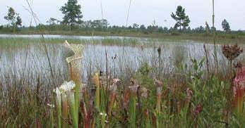 Yellow River Marsh Preserve State Park, Florida | Roadtrippers