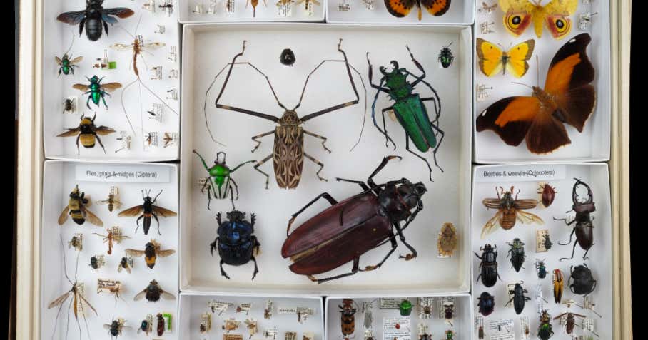 NCSU Insect Museum, North Carolina | Roadtrippers