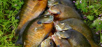 Woodrum Lake Wildlife Management Area, West Virginia | Roadtrippers