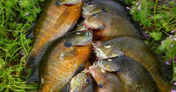 Woodrum Lake Wildlife Management Area, West Virginia | Roadtrippers