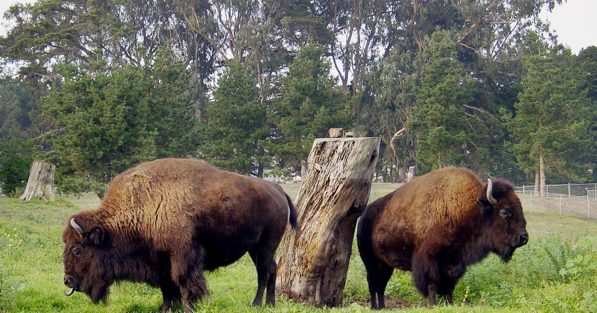 Bison Paddock, San Francisco | Roadtrippers