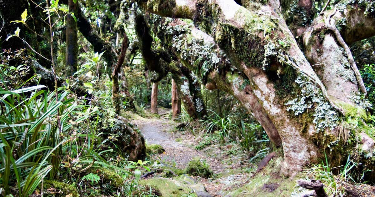 Kamahi Loop Track, North Island | Roadtrippers