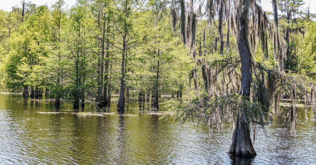 Lake Chicot State Park, Lake Village | Roadtrippers