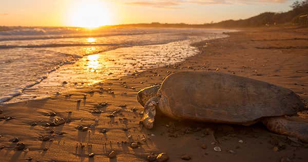Mon Repos Beach, Queensland | Roadtrippers