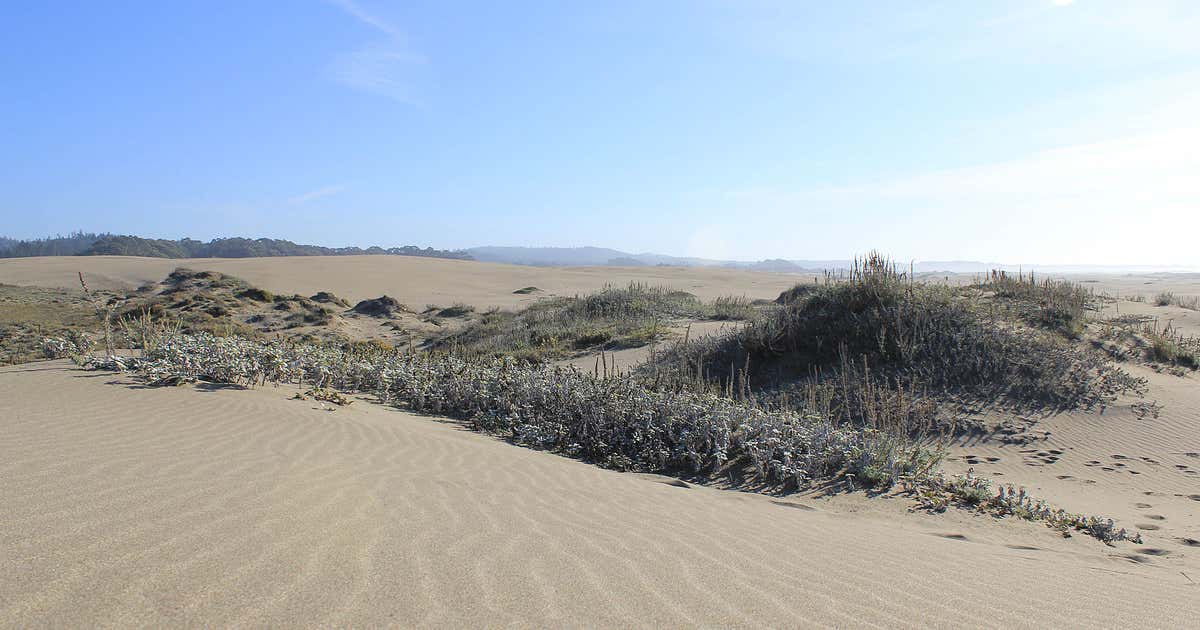 Pelican State Beach Trip | Roadtrippers