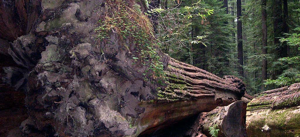 The Avenue of the Giants is America's most peaceful drive | Roadtrippers