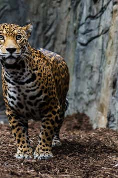 Photo of Animal World & Snake Farm Zoo | Roadtrippers