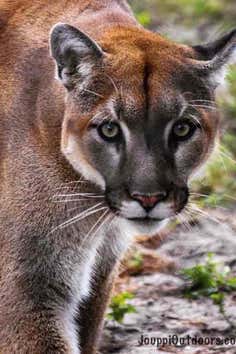 Photo of Busch Wildlife Sanctuary | Roadtrippers