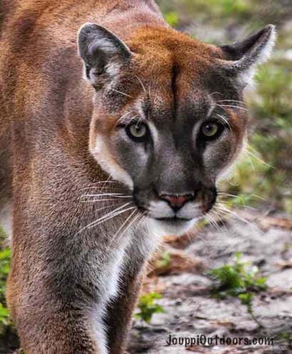 Photo of Busch Wildlife Sanctuary | Roadtrippers