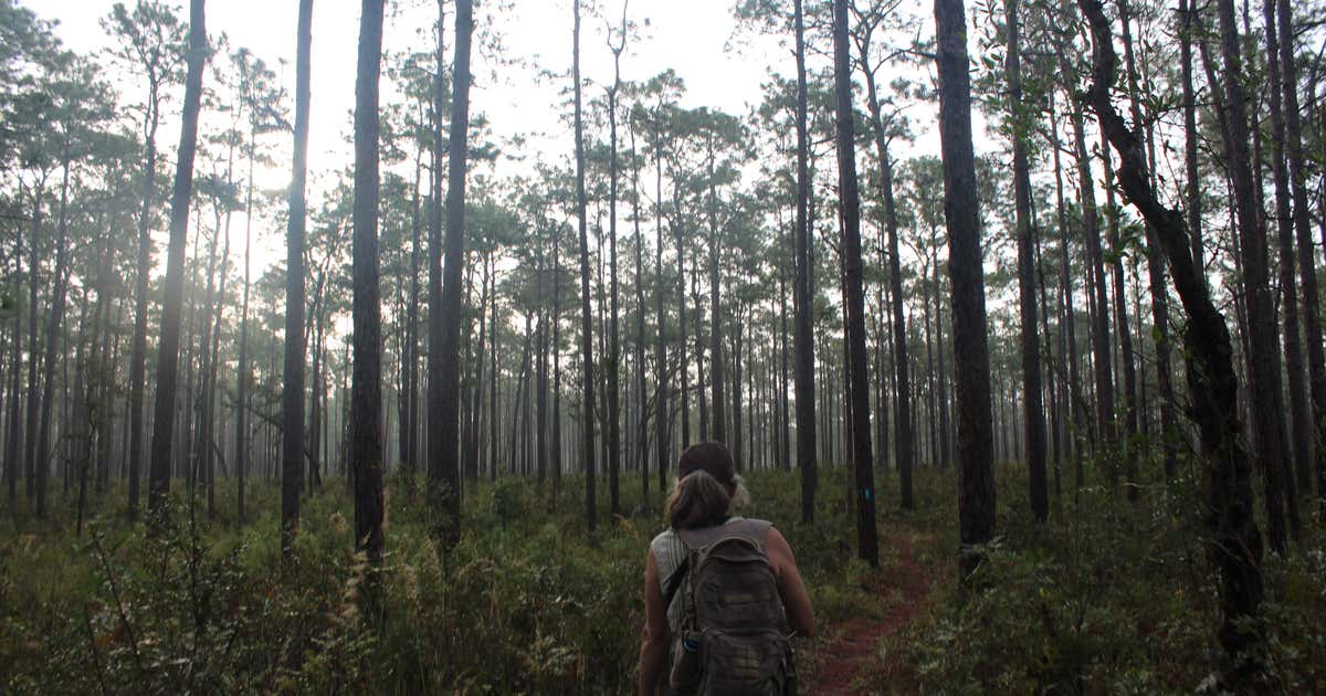 Withlacoochee State Forest, Brooksville | Roadtrippers