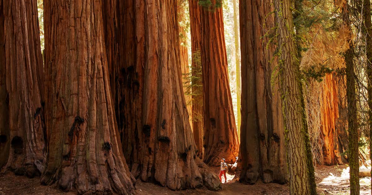 Sequoia National Park, Three Rivers | Roadtrippers