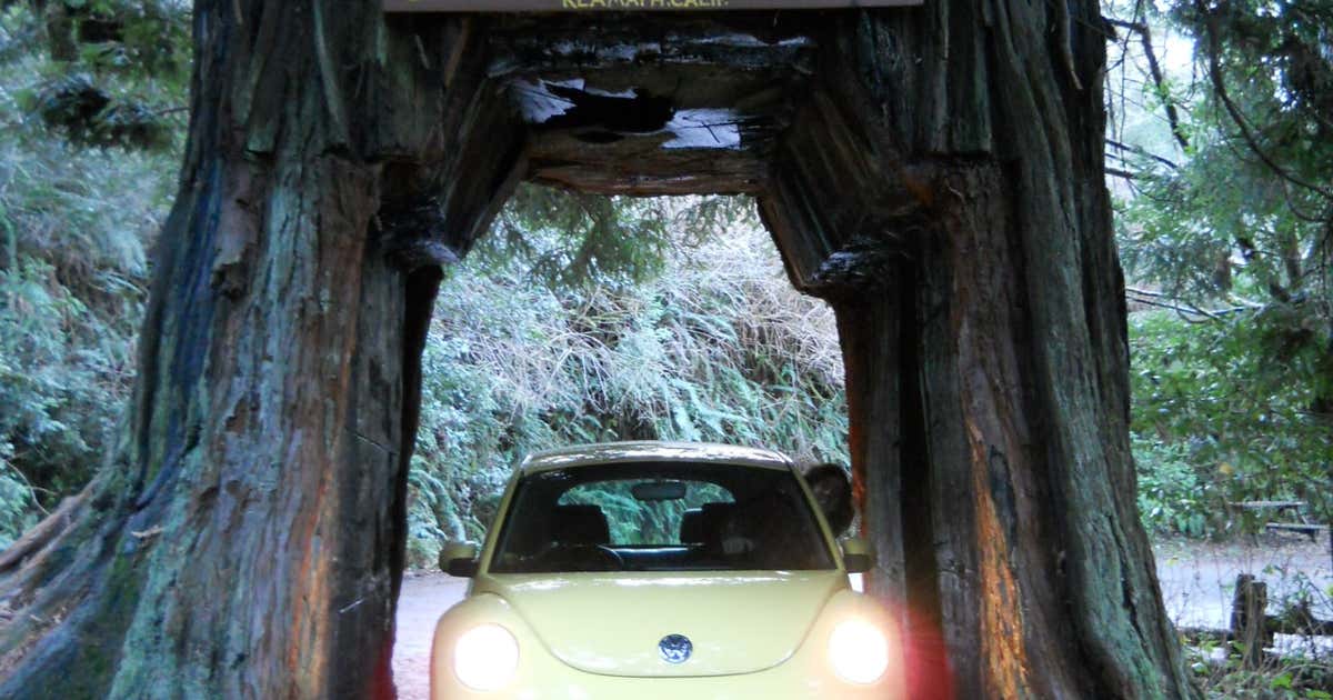 Klamath Tour Thru Tree, Klamath | Roadtrippers