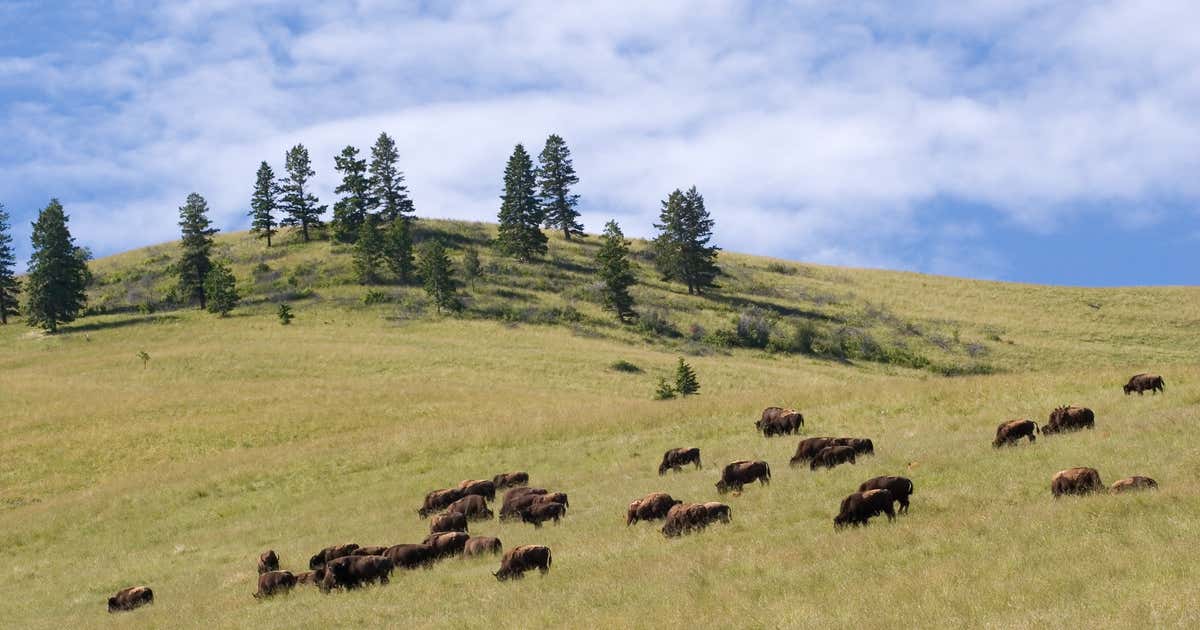 National Bison Range, Charlo | Roadtrippers
