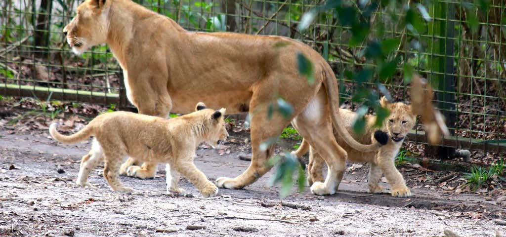 Jacksonville Zoo & Gardens, Jacksonville | Roadtrippers