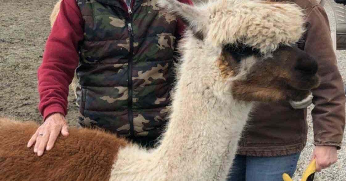 Seven Stars Alpaca Ranch, Coeur d'Alene | Roadtrippers