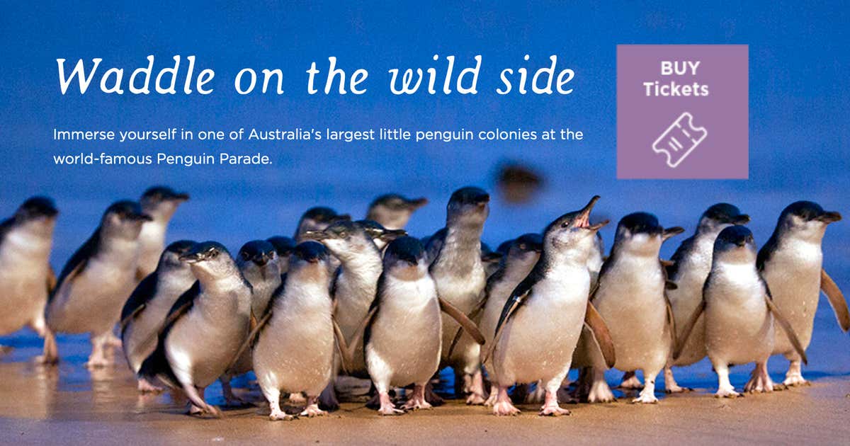 Penguin Parade, Victoria | Roadtrippers