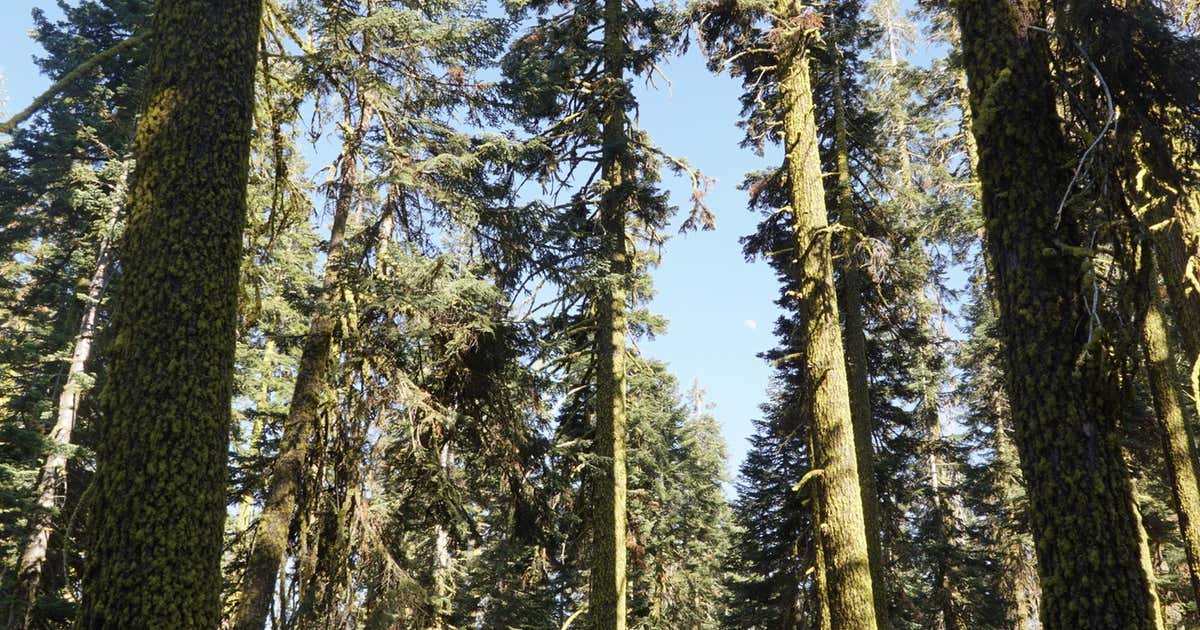 Yuba Pass Campground, Calpine | Roadtrippers