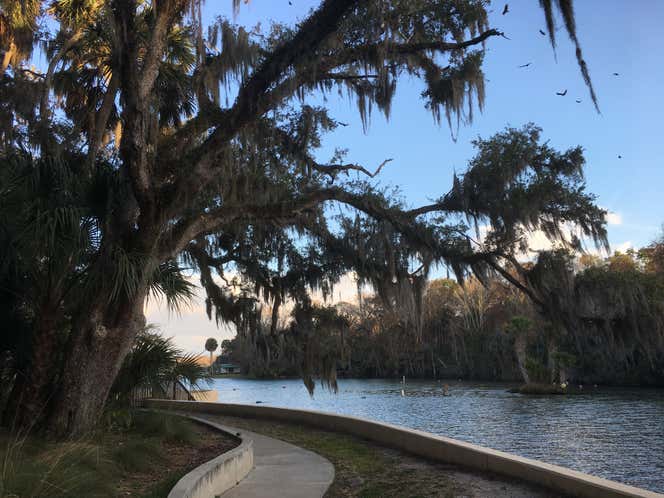 Photo of Salt Springs Campground | Roadtrippers