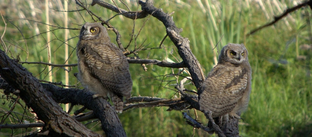 Steens Mountain Wilderness Resort, Frenchglen | Campendium