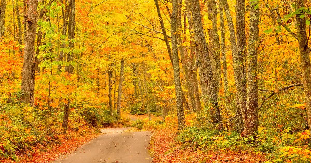 Beartown State Forest Campground, Great Barrington | Roadtrippers