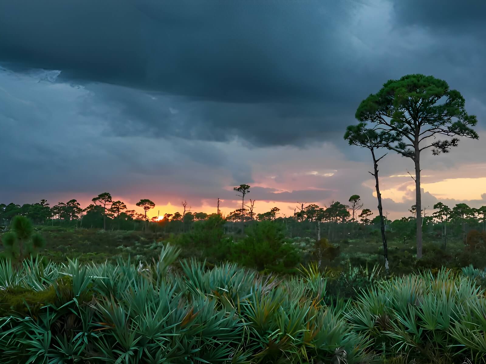 Timberline Glamping at Orange Beach, Orange Beach | Roadtrippers