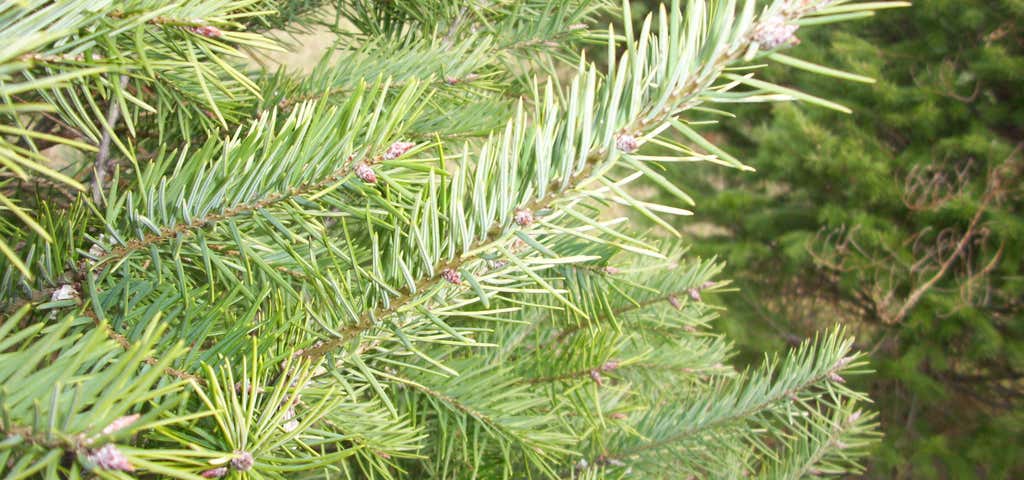 Arend Tree Farms - Grass Lake, Grass Lake | Roadtrippers