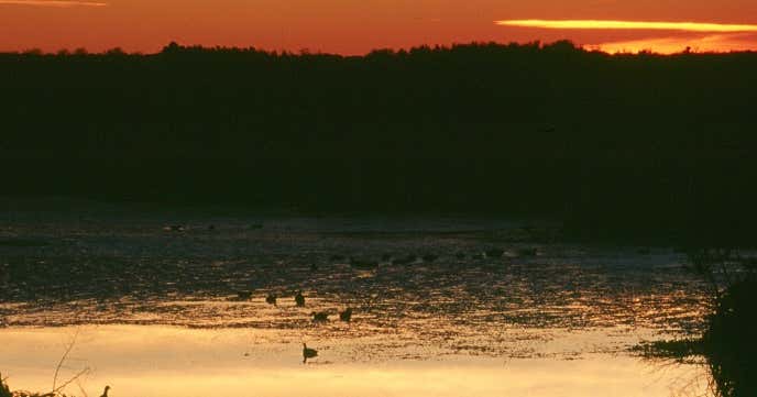 Emeralda Marsh Conservation Area, Leesburg | Roadtrippers