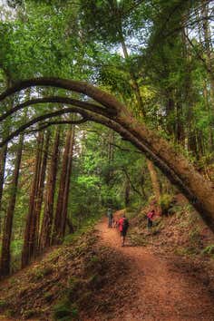 Photo of Redwood Regional Park - Skyline Gate | Roadtrippers