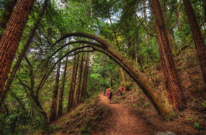 Photo of Redwood Regional Park - Skyline Gate | Roadtrippers