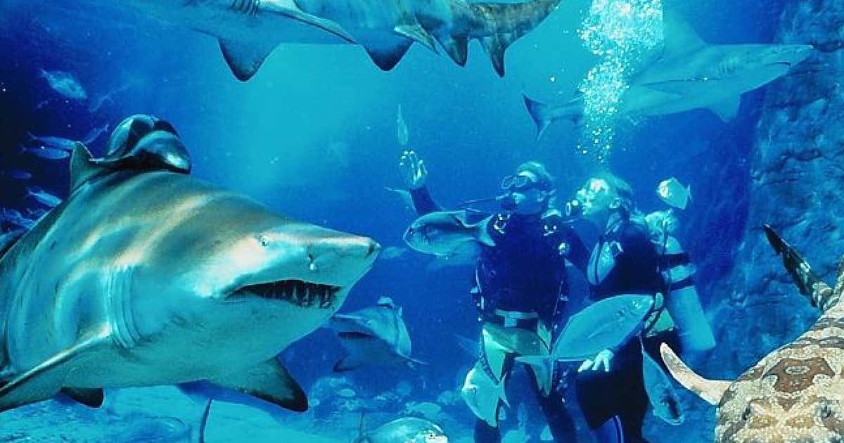 Sea Life Mooloolaba, Queensland | Roadtrippers