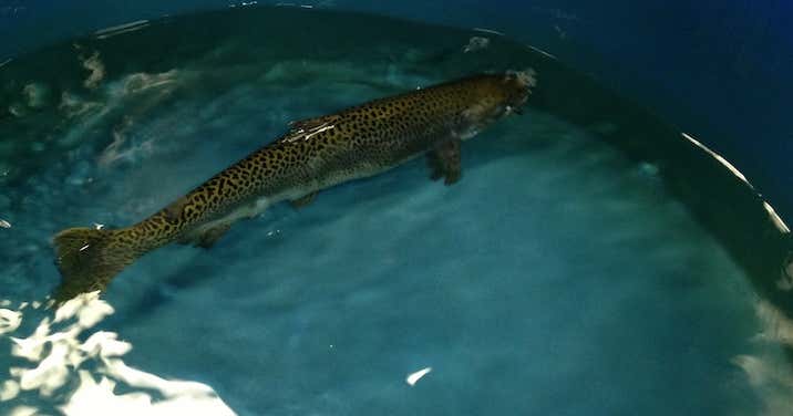 Lookingglass Fish Hatchery, Elgin | Roadtrippers