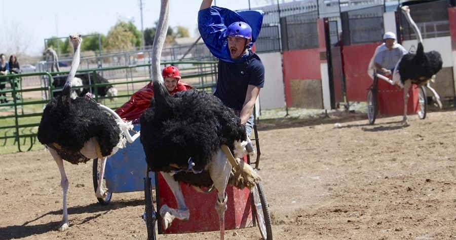 Ostrich Races, Chandler | Roadtrippers