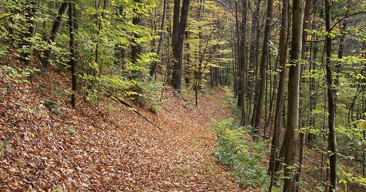 Pine Tree Trail Natural Area, Emporium | Roadtrippers