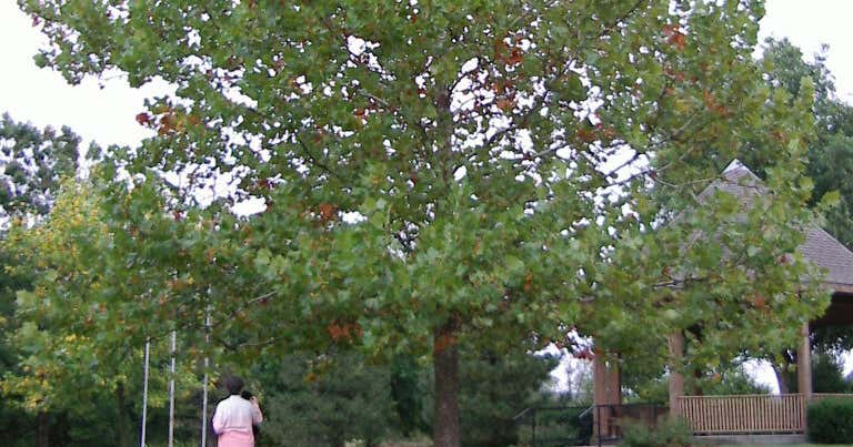 Moon Tree, Atchison | Roadtrippers