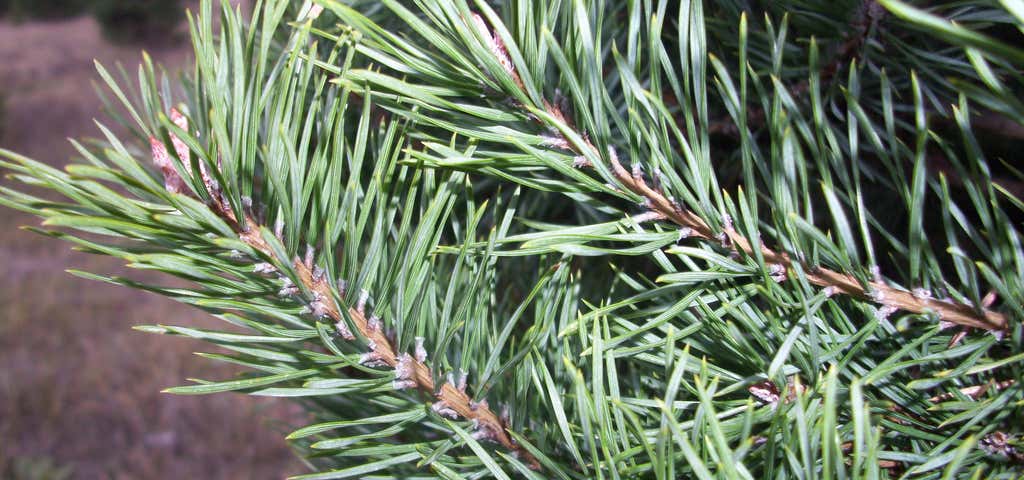 Arend Tree Farms - Brooklyn, Brooklyn | Roadtrippers