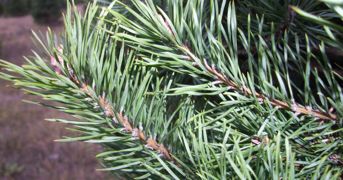 Arend Tree Farms - Brooklyn, Brooklyn | Roadtrippers