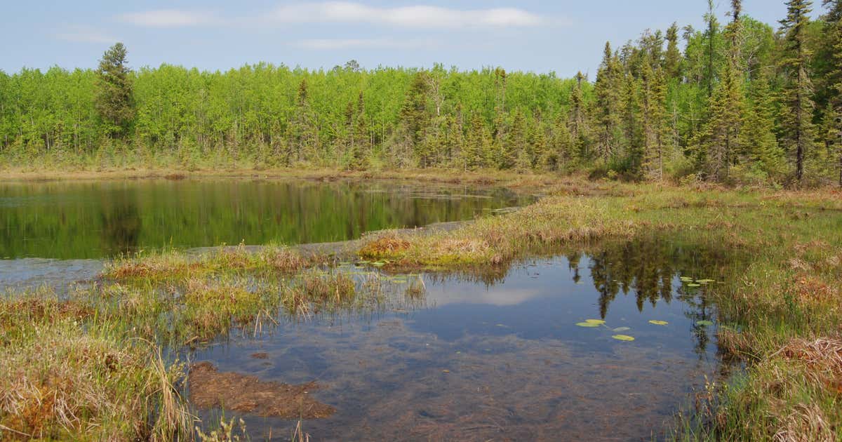 Chippewa National Forest, Minnesota | Roadtrippers