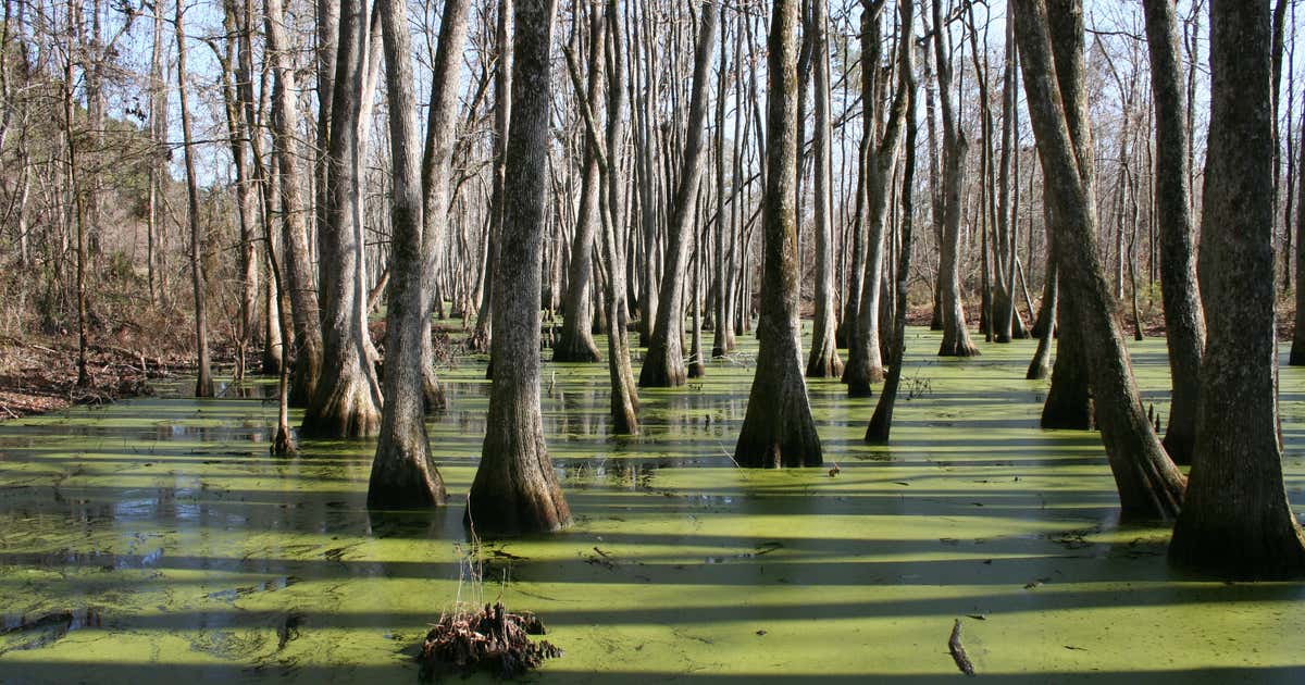 Tupelo-Bald Cypress Swamp, Canton | Roadtrippers