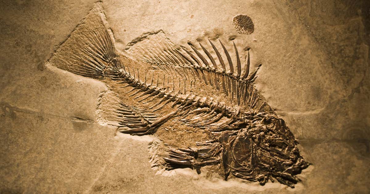 The Oregon Paleo Lands Institute, Fossil | Roadtrippers