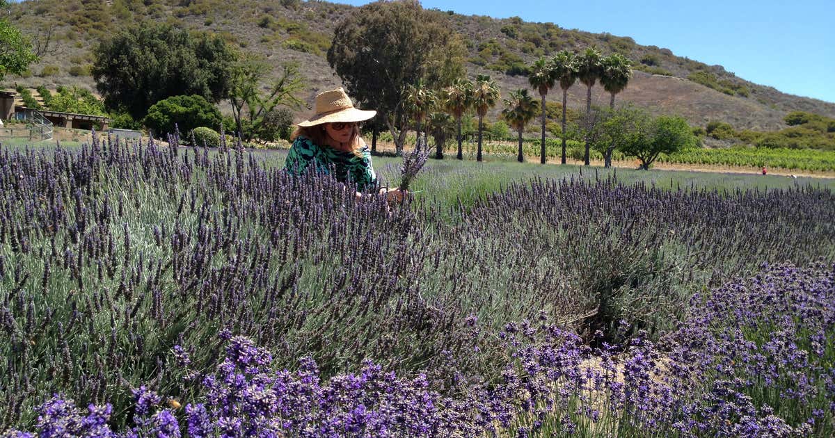 New Oak Ranch, Ojai | Roadtrippers