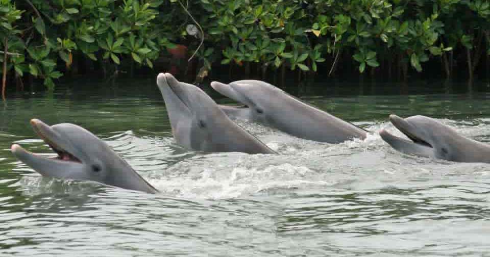 Dolphin Research Center, Marathon | Roadtrippers